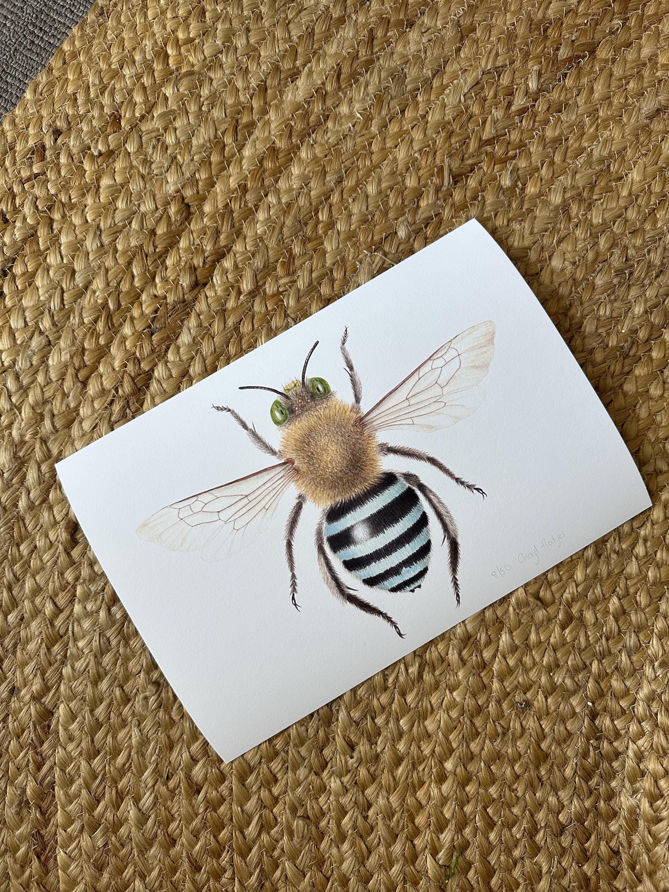 Blue Banded Bee - Australian Native Bee - Limited Edition Print A4 Size ...
