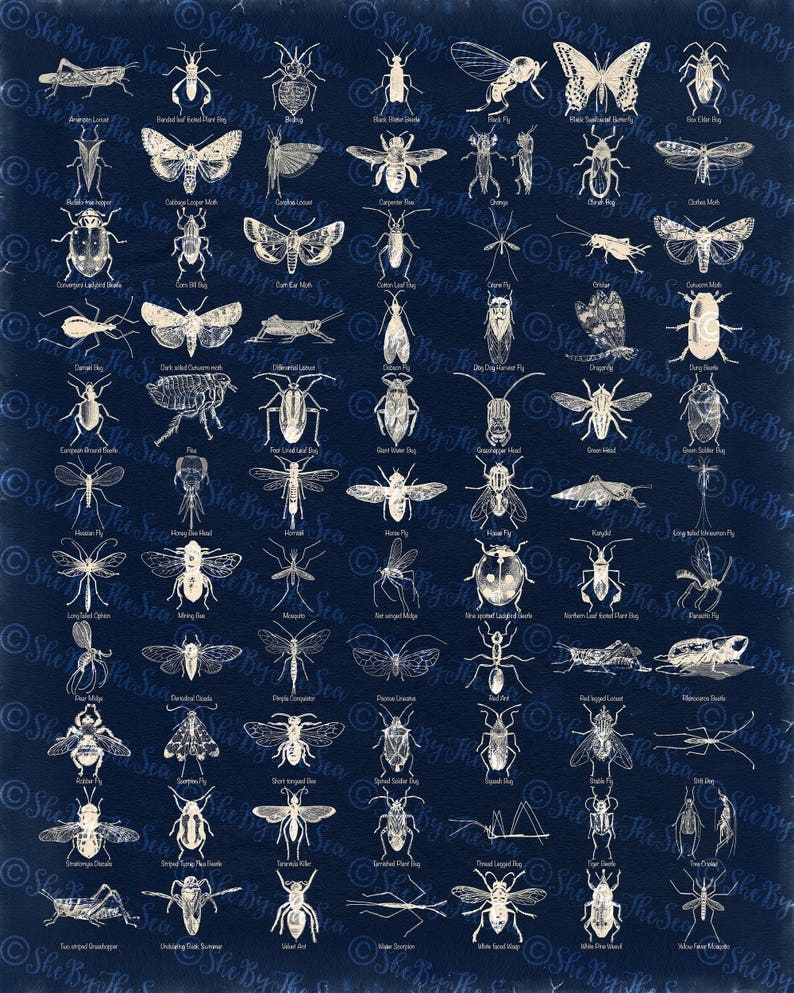 Insects Screenprint Printable Entomology Print Insect - Etsy