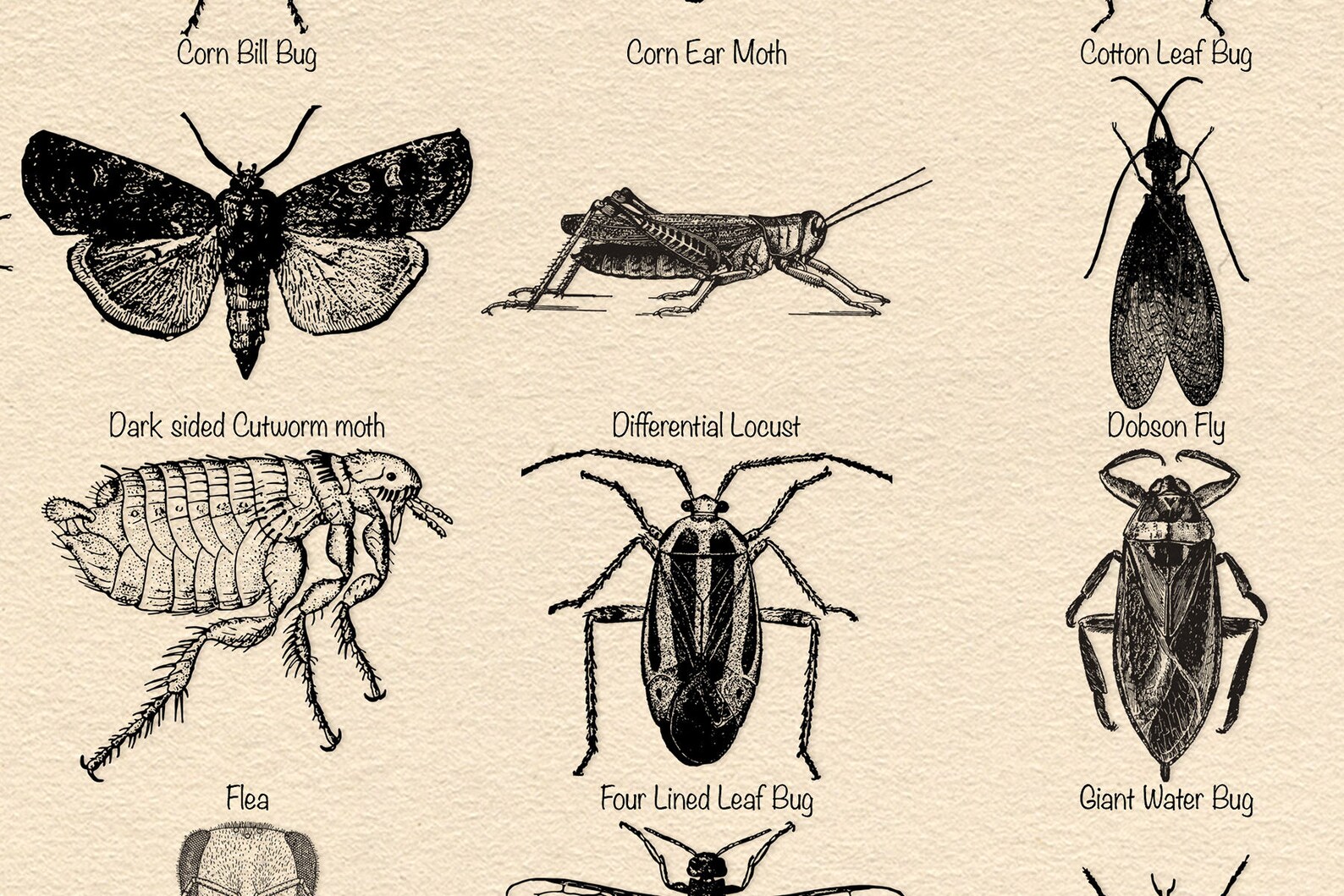 Insects Poster, Screenprint Giclee Classroom Poster, Schooling ...