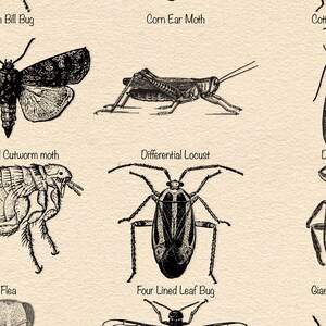 Insects Poster, Screenprint Giclee Classroom Poster, Schooling ...