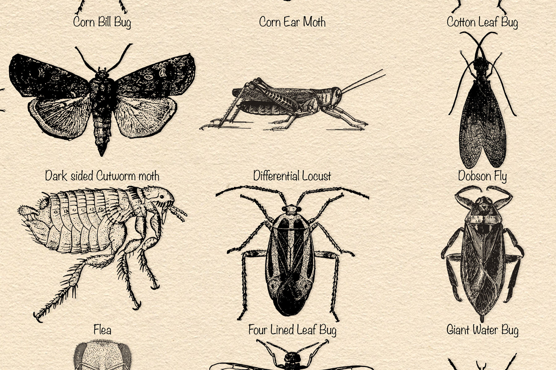 Insects Poster, Screenprint Giclee Classroom Poster, Schooling ...