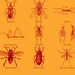 Insects Poster, Screenprint Giclee Classroom Poster, Schooling ...