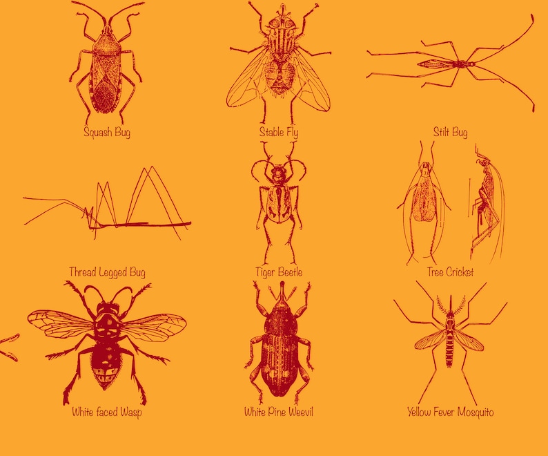 Insects Poster, Screenprint Giclee Classroom Poster, Schooling ...