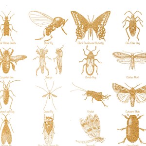 Insects Poster, Screenprint Giclee Classroom Poster, Schooling ...