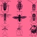 Insects Poster, Screenprint Giclee Classroom Poster, Schooling ...