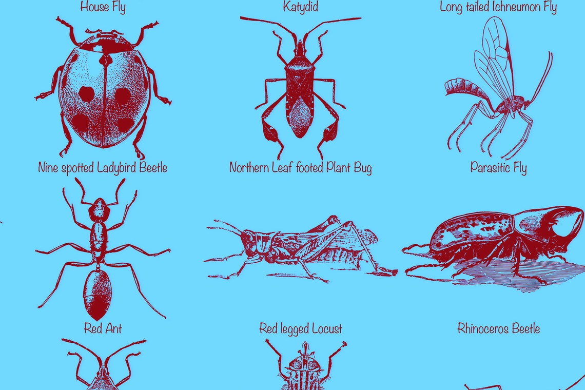 Insects Poster Screenprint Giclee Classroom Poster Schooling - Etsy UK