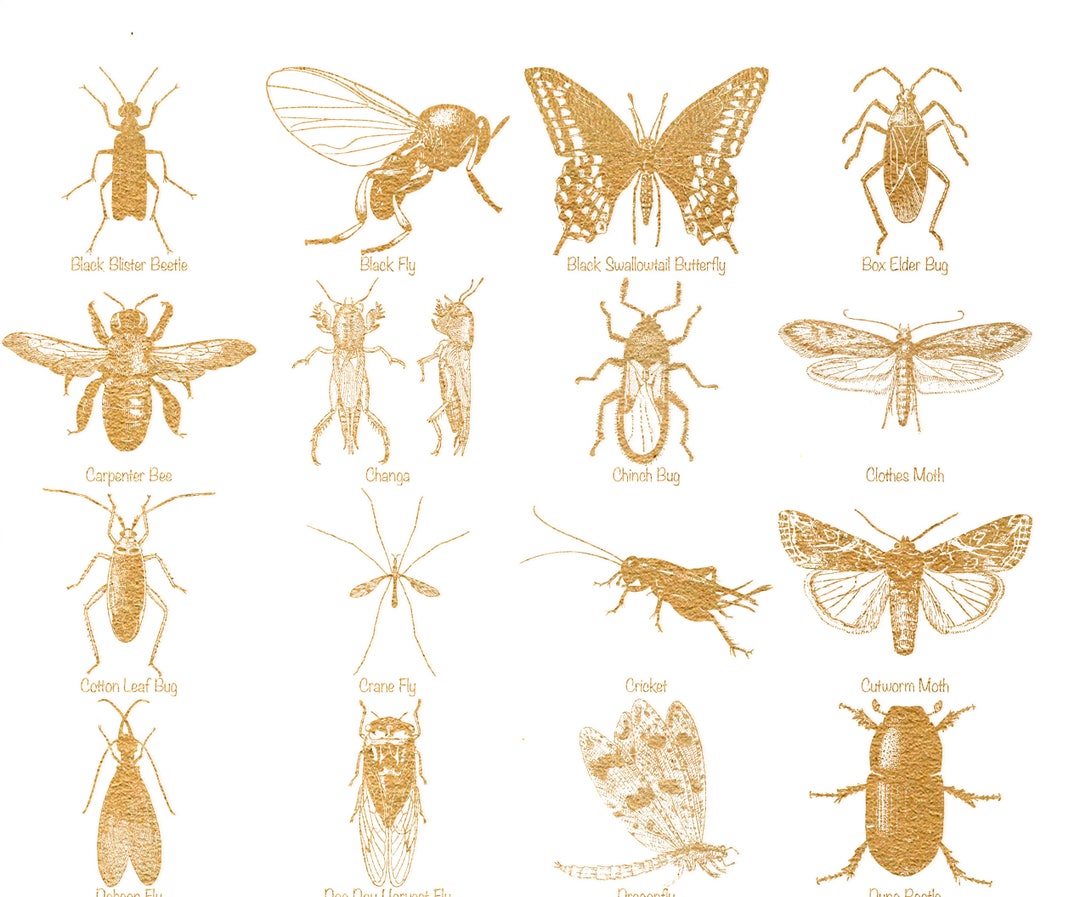 Insects Screenprint Printable, Entomology Print, Insect Poster, 23 ...