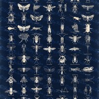 Entomology Print - Etsy