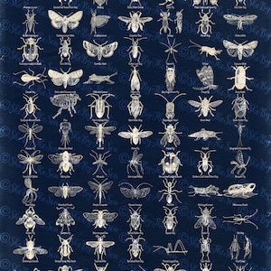 Insects Poster, Screenprint Giclee Classroom Poster, Schooling ...