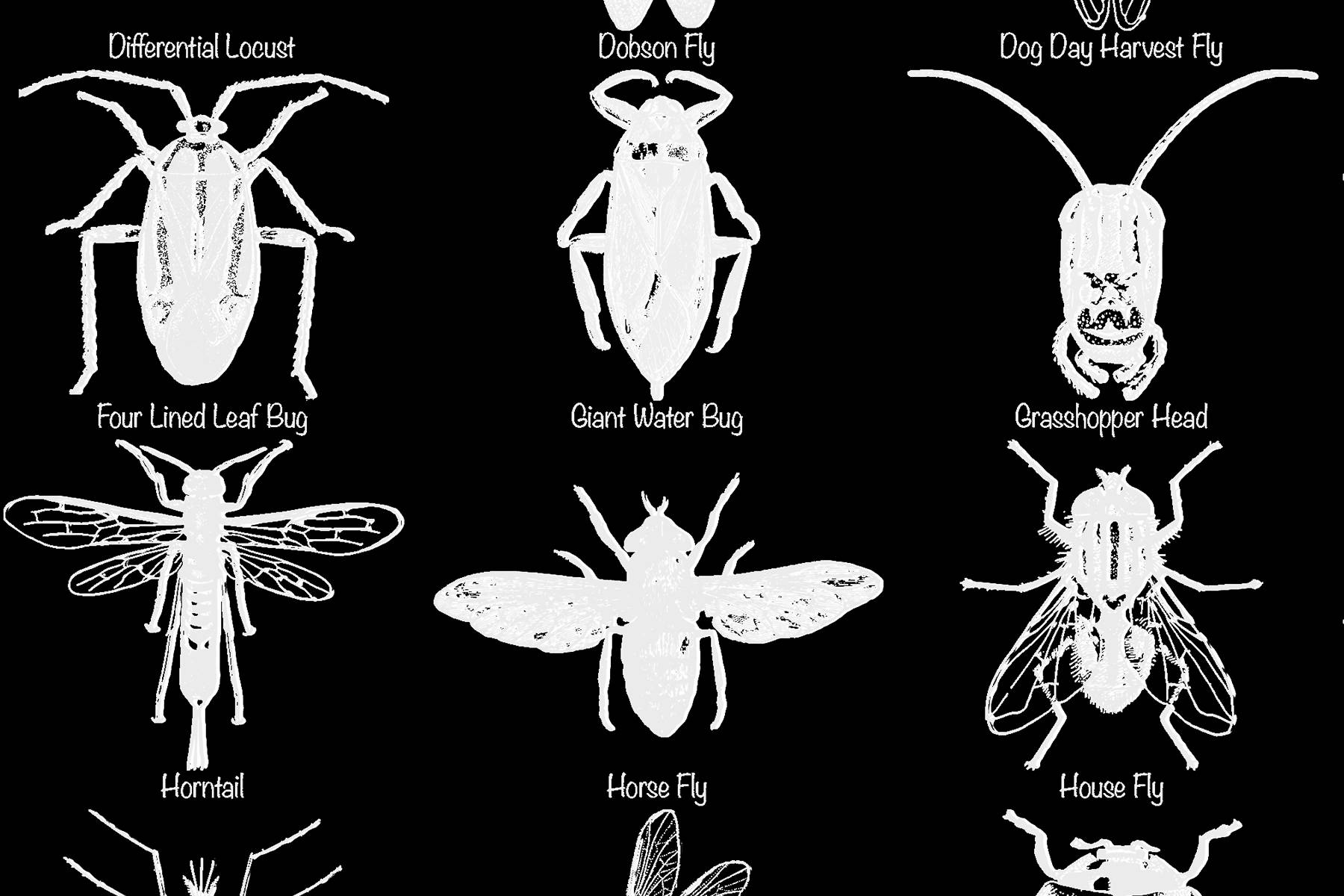 Insects Poster, Screenprint Giclee Classroom Poster, Schooling ...