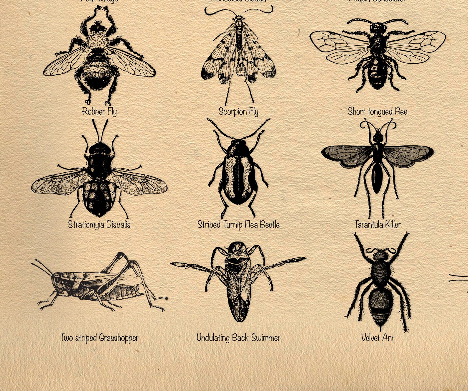 Insects Poster, Screenprint Giclee Classroom Poster, Schooling ...