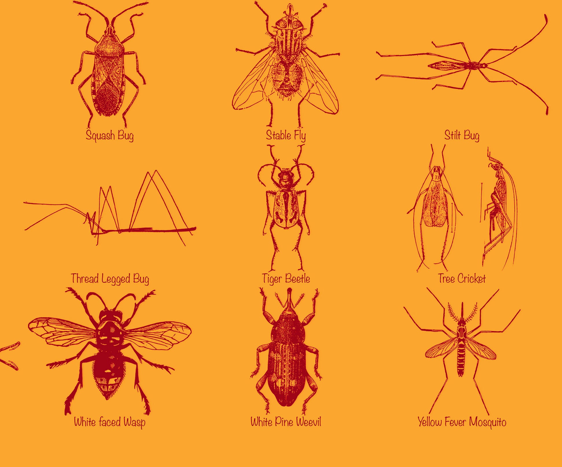 Insects Screenprint Printable, Entomology Print, Insect Poster, 23 ...