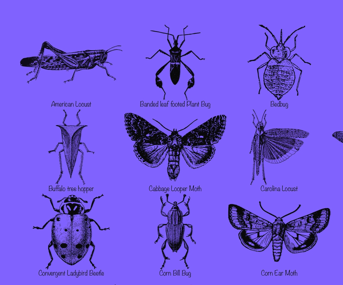 Insects Poster Screenprint Giclee Classroom Poster | Etsy