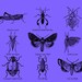 Insects Poster, Screenprint Giclee Classroom Poster, Schooling ...