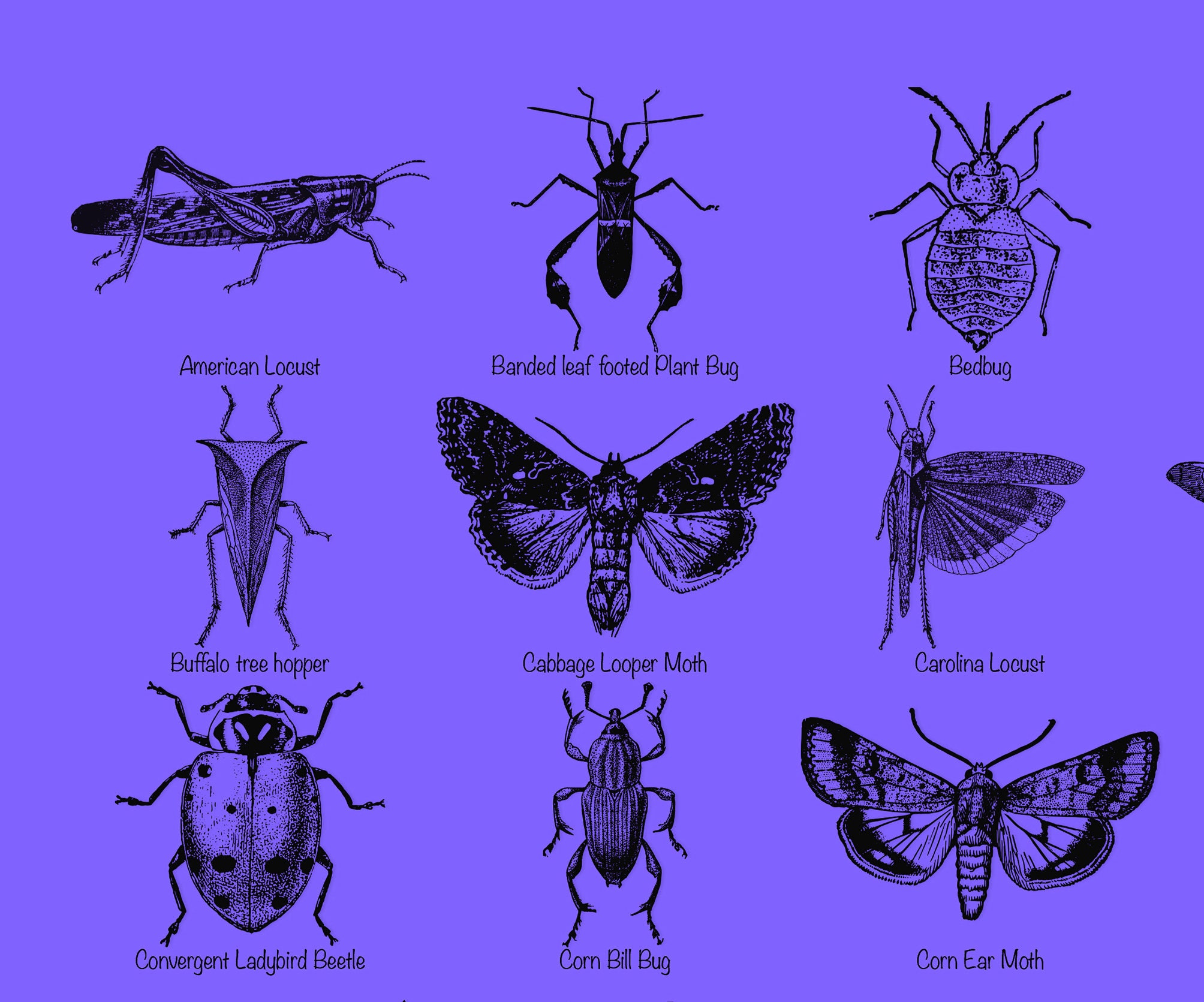 Insects Poster, Screenprint Giclee Classroom Poster, Schooling ...