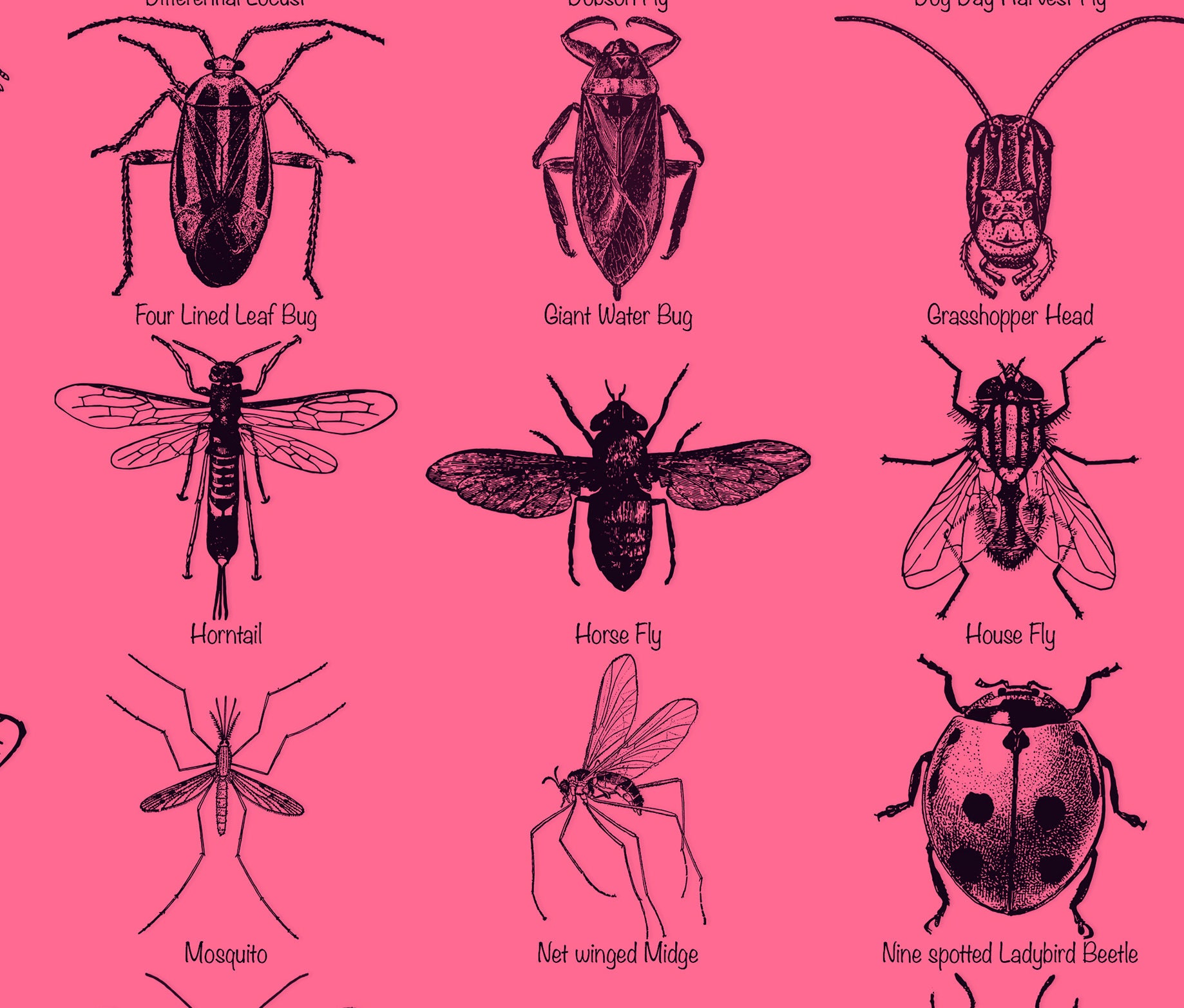 Insects Screenprint Printable, Entomology Print, Insect Poster, 23 ...