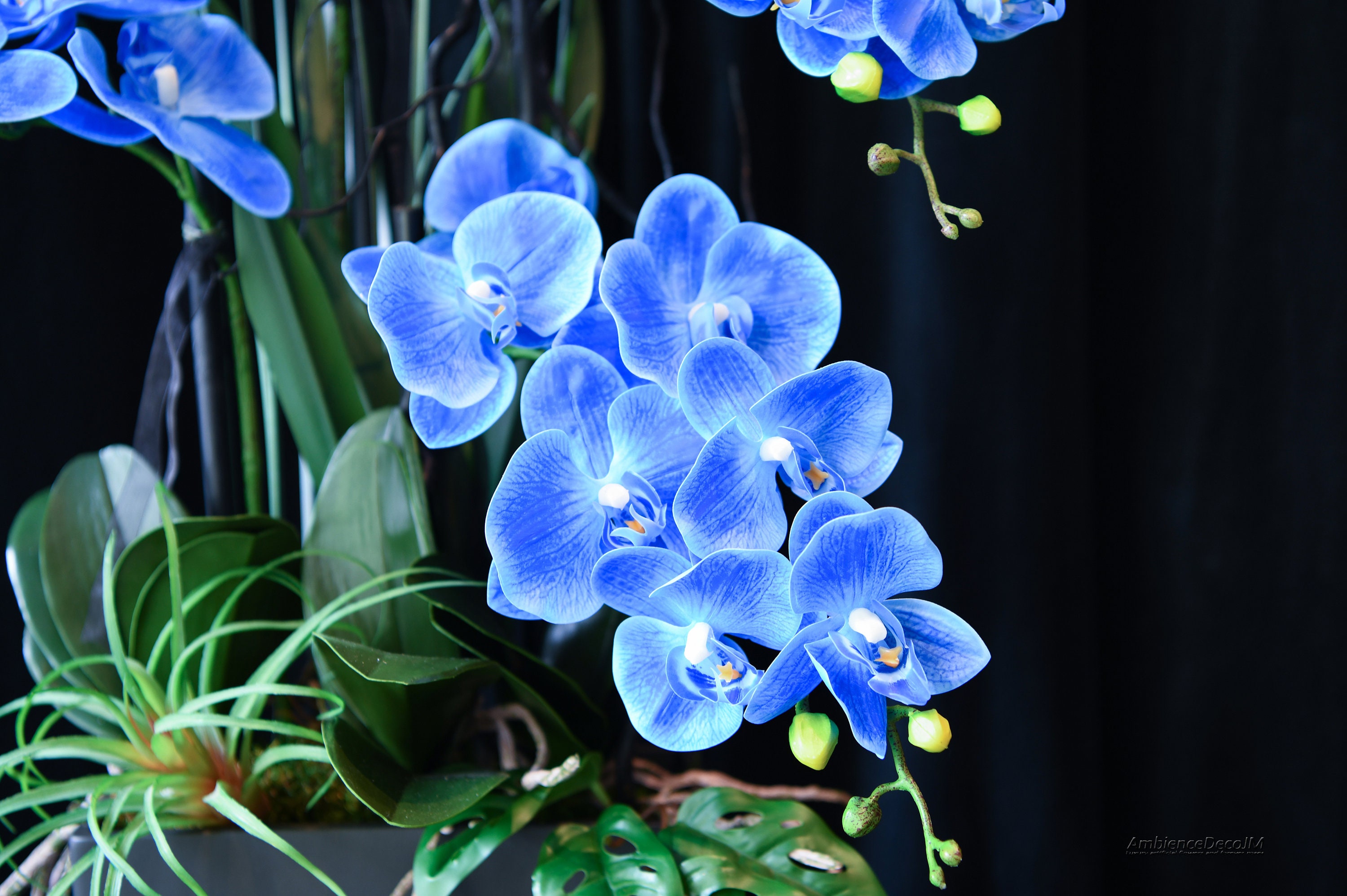 Real Blue Orchid Flower