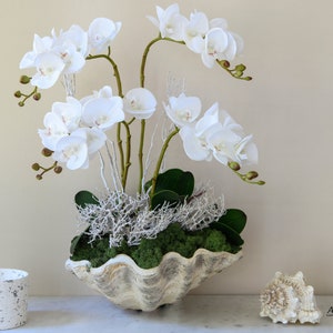 Real Touch Orchids in a Clam Shell | Etsy