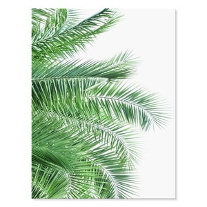 Palm Tree Print, Extra Large Wall Art, Palm Photography Prints, Palm ...