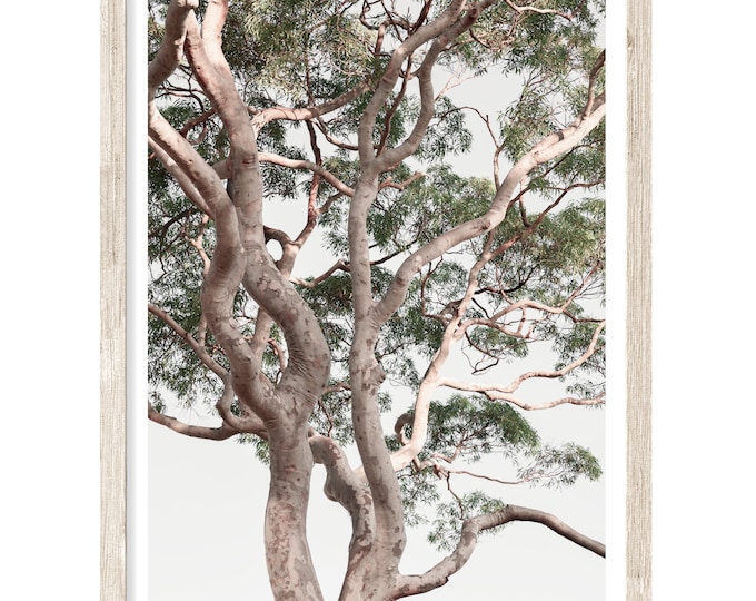 Gum Tree Print, Tree Photography Prints, Extra Large Wall Art Prints ...
