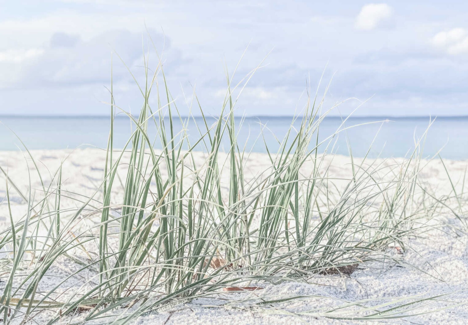 Beach Grass Print, Beach Wall Art, Extra Large Wall Art Prints, Beach ...
