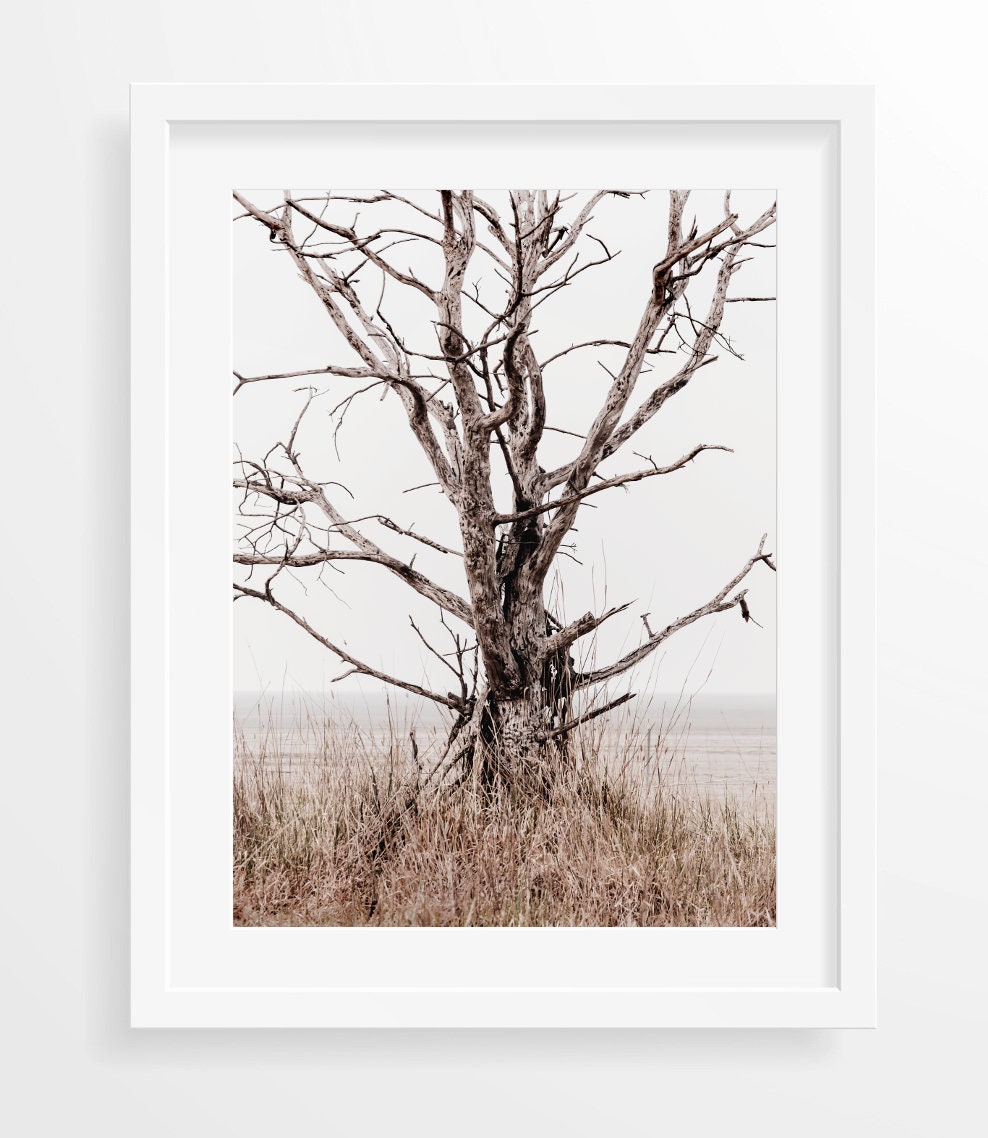 Tree Art Nature Photography Prints Large Wall Art Prints - Etsy UK