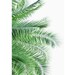 Palm Tree Print, Extra Large Wall Art, Palm Photography Prints, Palm ...
