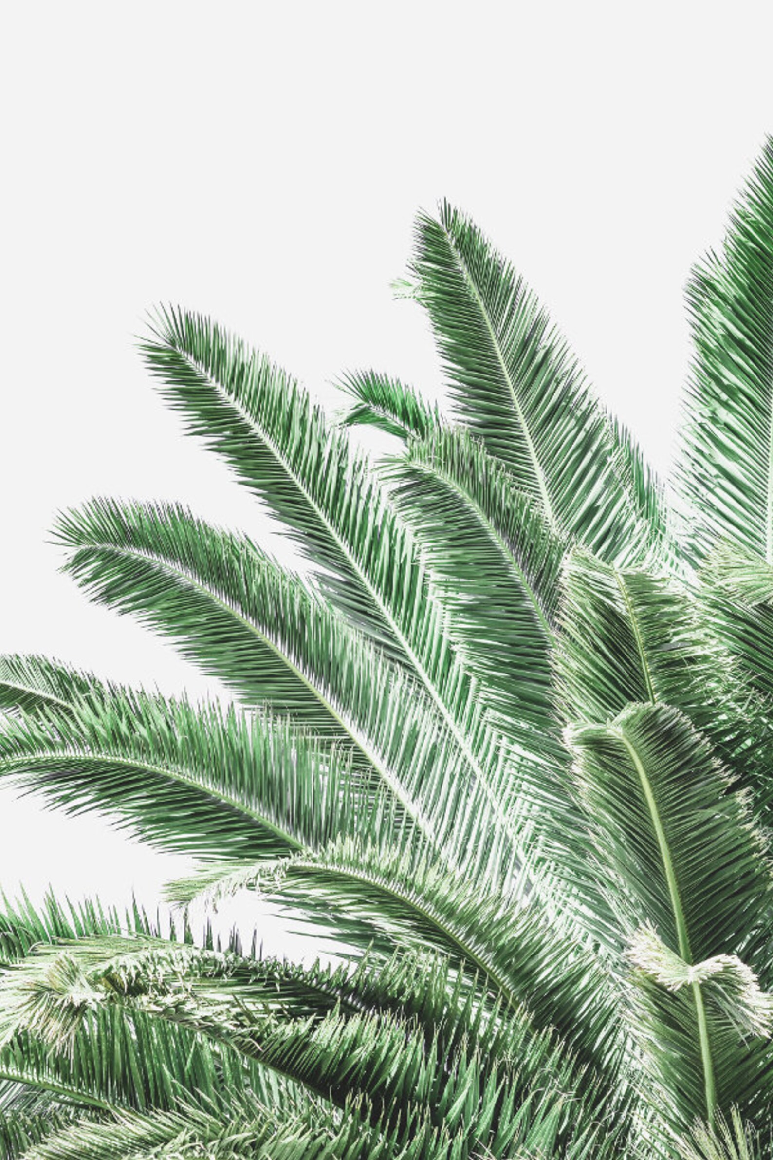 Palm Tree Print, Set of 2 Prints, Palm Photography Prints, Large Wall ...