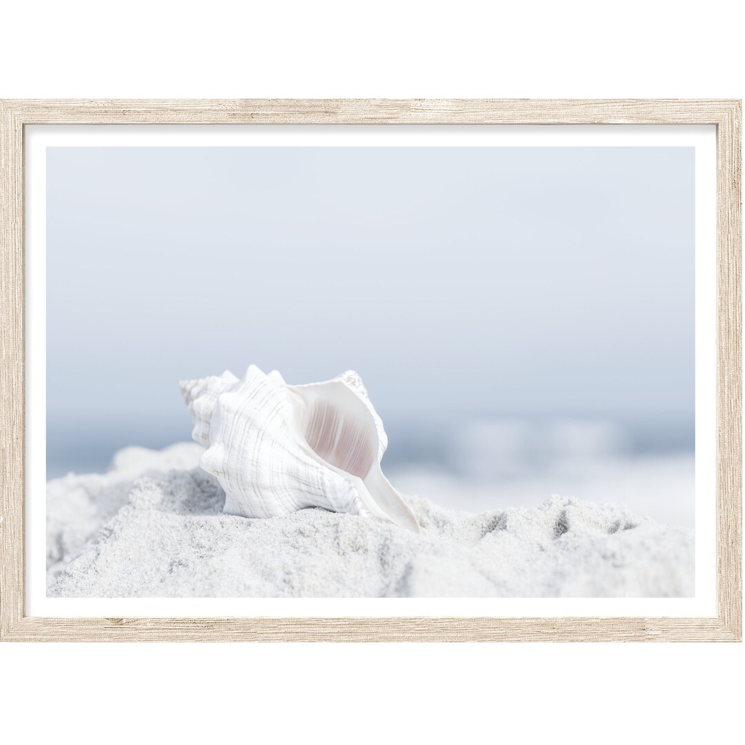 Seashell Print, Coastal Wall Art, Seashell Photography Prints, Large ...