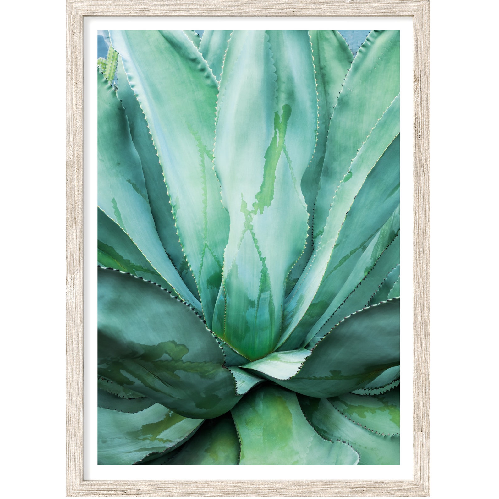 Succulent Print Succulent Wall Art Prints Photography | Etsy