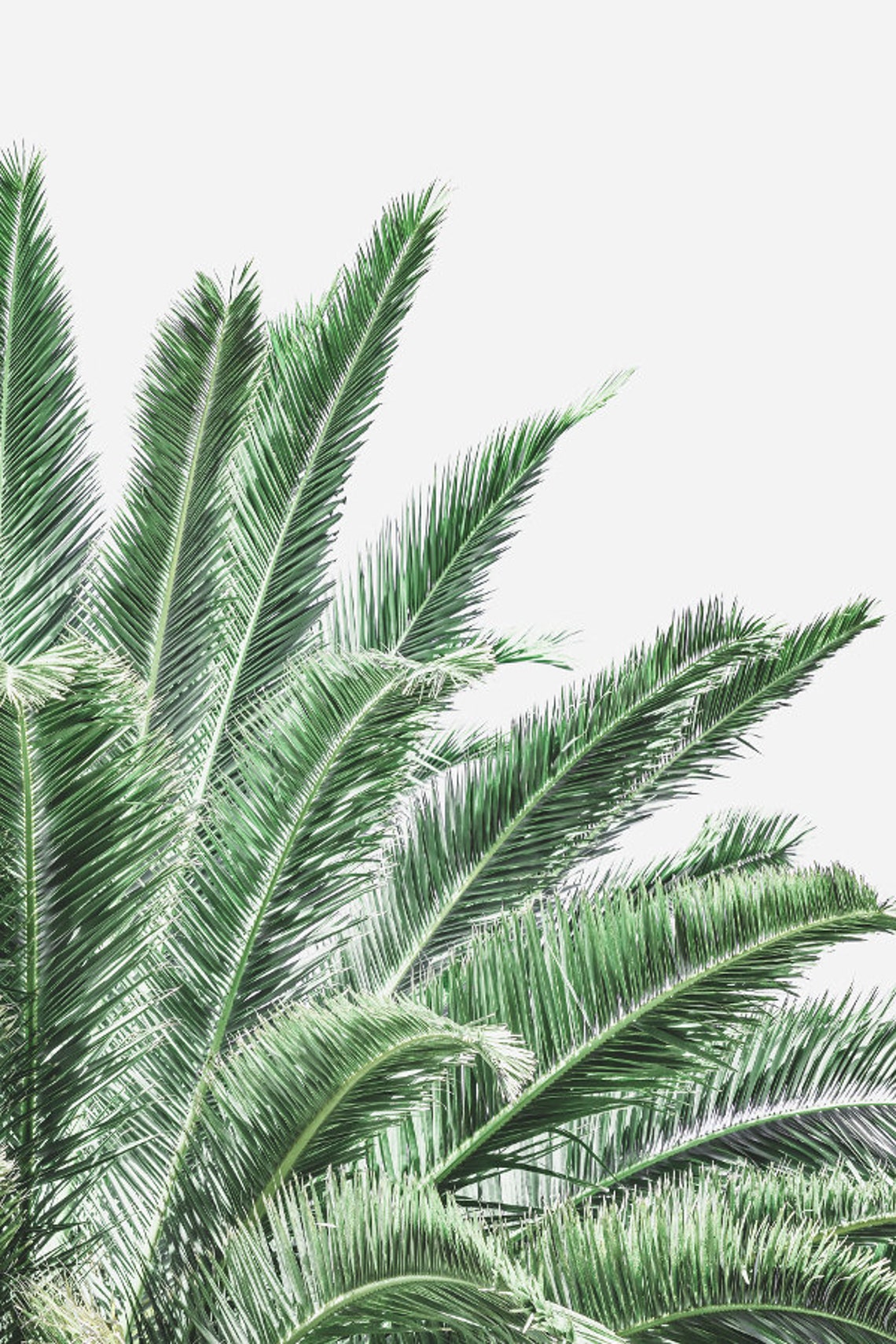Palm Tree Print, Set of 2 Prints, Palm Photography Prints, Large Wall ...