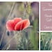 25 Summer Textures - Photoshop Overlays - Bokeh Textures - Fine Art ...