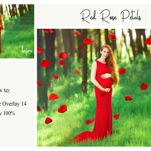 130 Red Rose Petals Overlays - Rose Overlays - Valentines Day - Rose ...