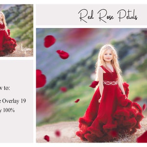 130 Red Rose Petals Overlays - Rose Overlays - Valentines Day - Rose ...