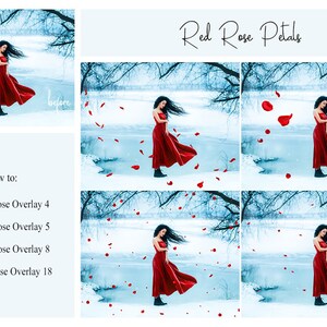 130 Red Rose Petals Overlays - Rose Overlays - Valentines Day - Rose ...