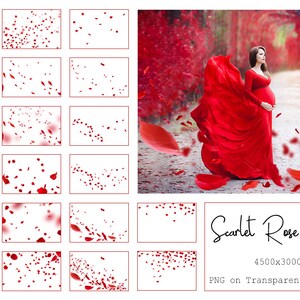 130 Red Rose Petals Overlays - Rose Overlays - Valentines Day - Rose ...