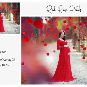 130 Red Rose Petals Overlays - Rose Overlays - Valentines Day - Rose ...