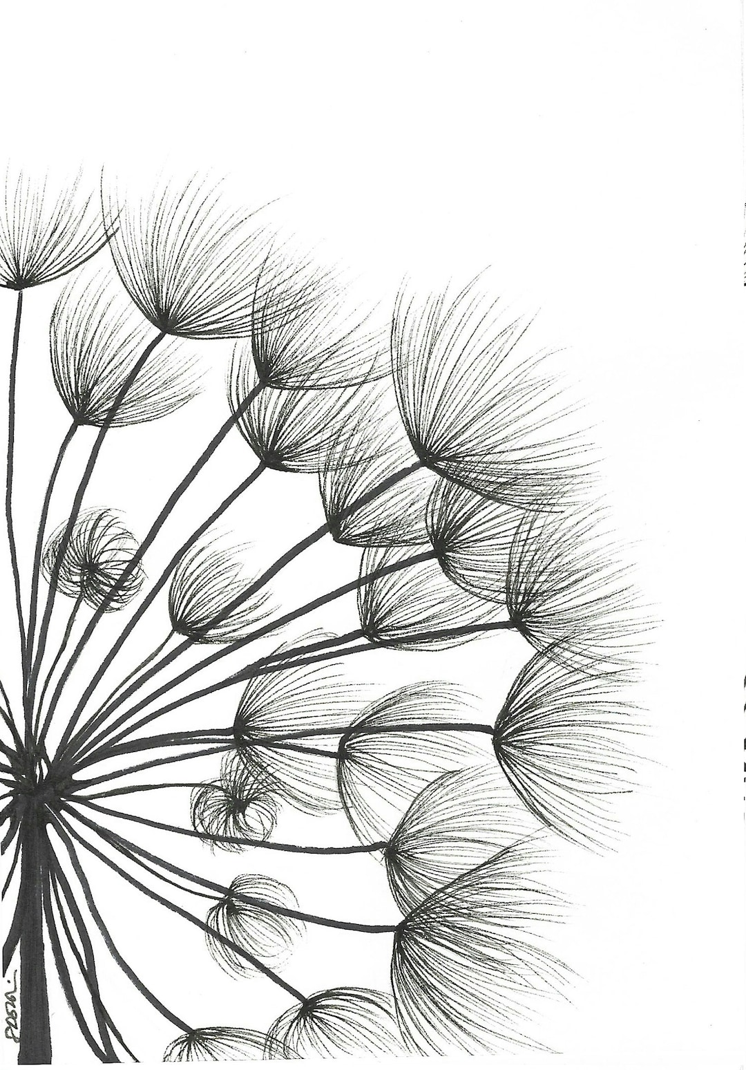 A4 Botanical Art Illustration Print/Dandelion Clock/ Scandi Monochrome ...