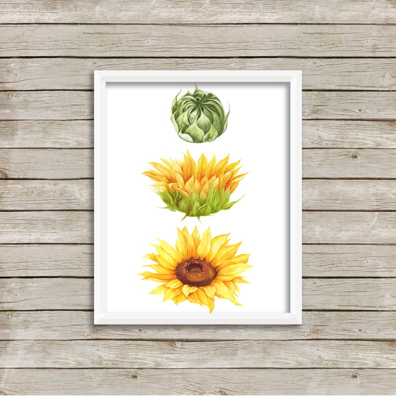 Sunflower Print-sunflower Art Print-blooming Sunflower-fall - Etsy