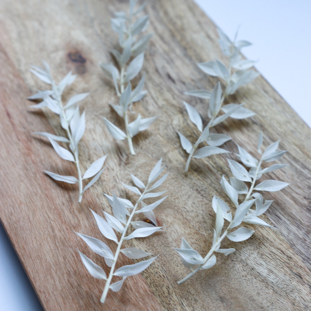 MINI White Preserved Ruscus for Cakes, 6 X Mini Stem Dried Flowers Cake ...