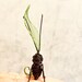 Ant Working, Ant With Green Leaf. Black Ant Ant to Decorate. Wire Ant ...