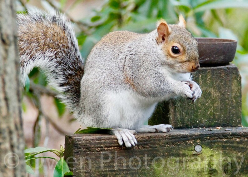 Wildlife Photograph of a Fuzzy Squirrel enjoying some nuts | Etsy