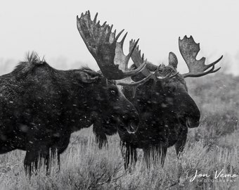 Black and White Moose Wall Art - Etsy