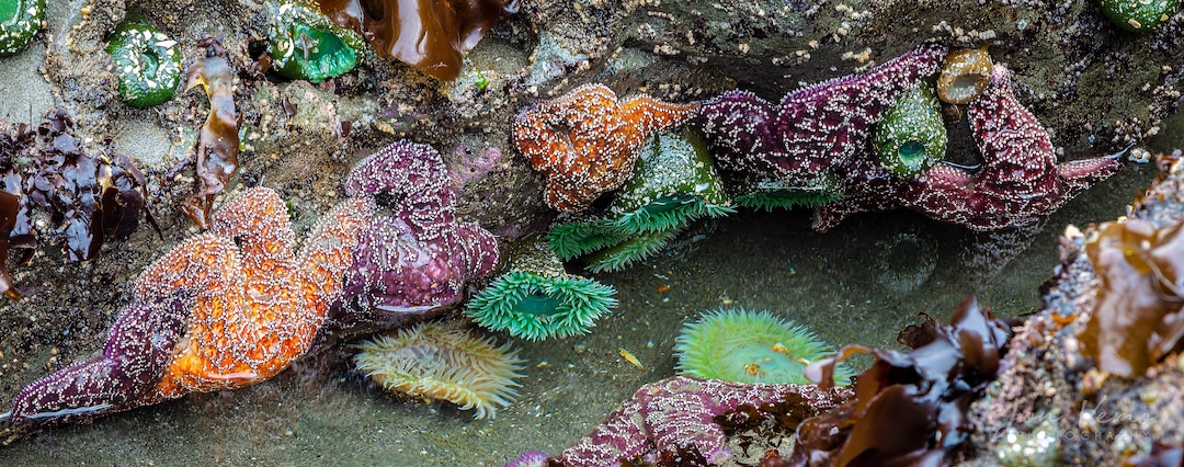 Sea Life Colors Photograph - Etsy