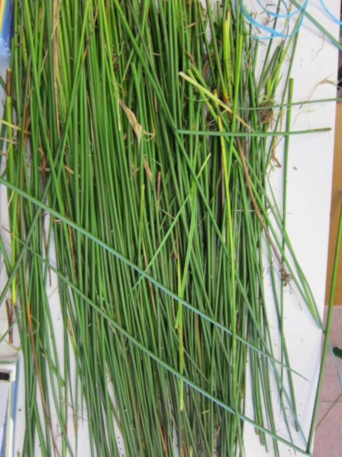 Make Your Own St Brigid's Cross From Authentic Wild Irish Rushes ...
