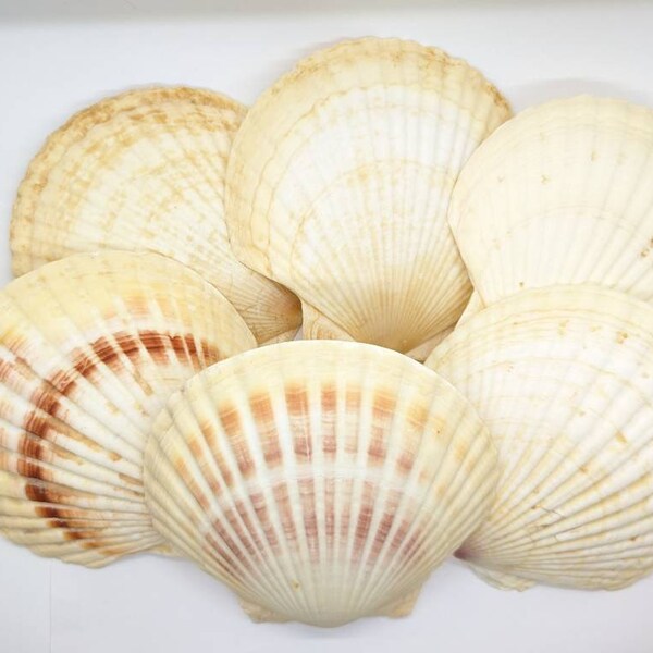 Scallop Shell - Etsy