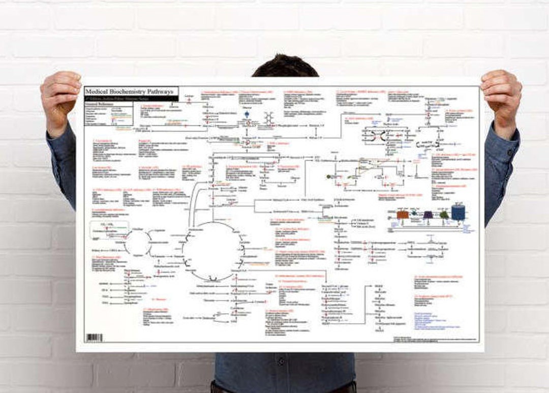 Medical Biochemistry Pathways Poster - Etsy
