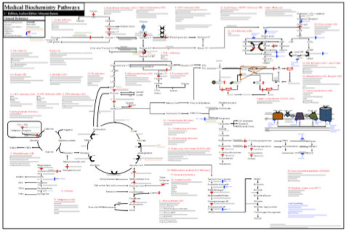 Medical Biochemistry Pathways Poster - Etsy