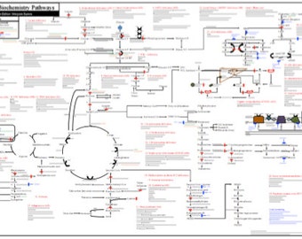 Biochemistry Pathways Poster