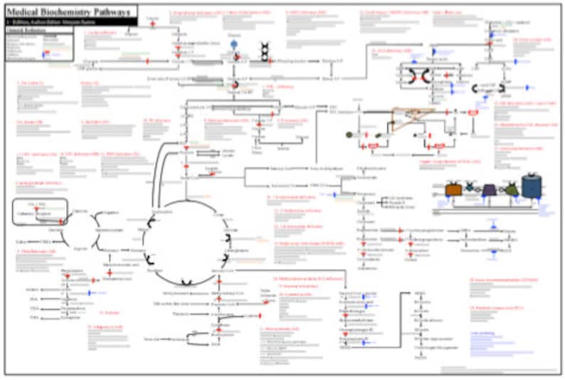 Medical Biochemistry Pathways Poster - Etsy